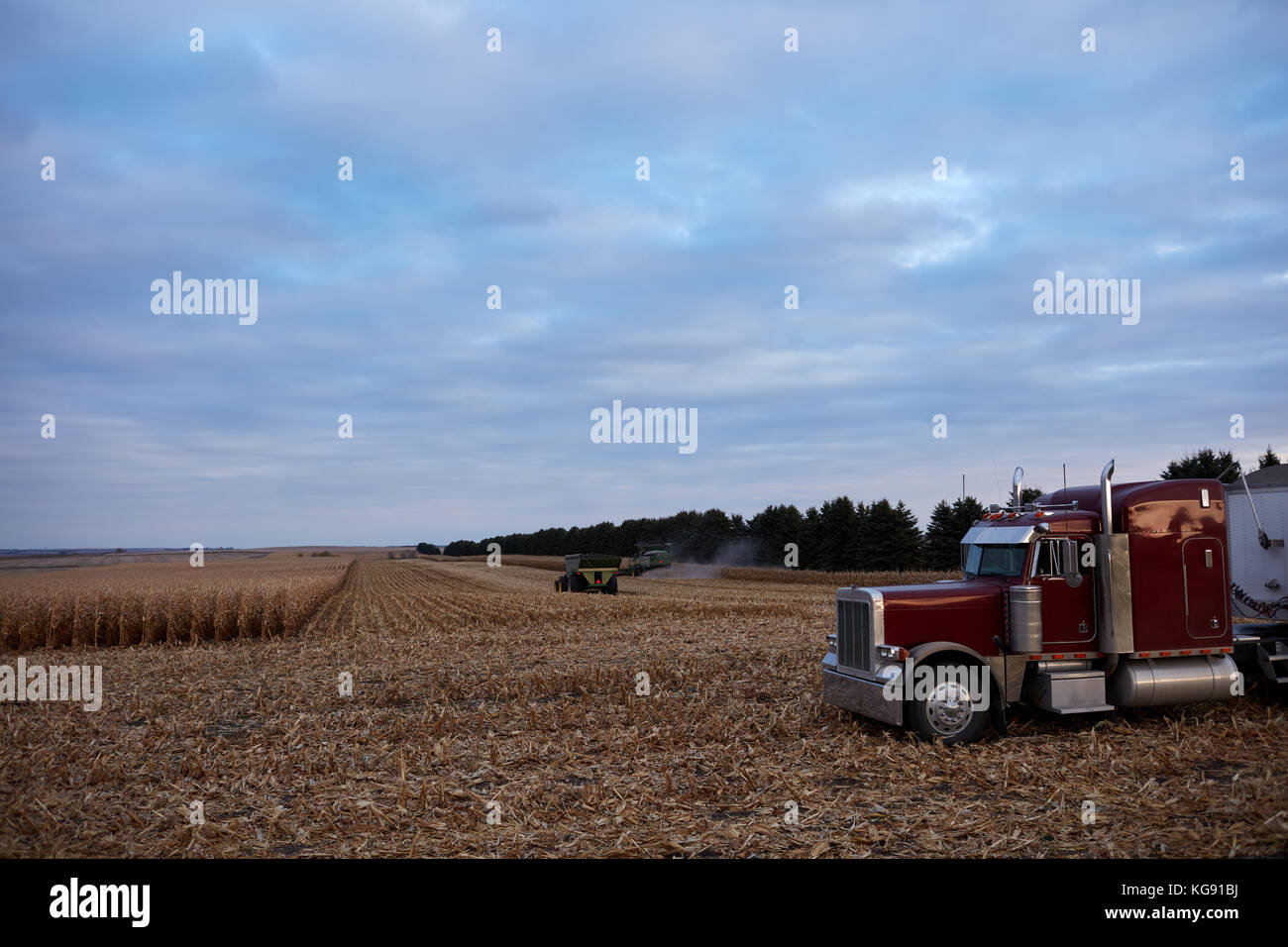 Large semi road transport waiting in a maize field for the combine ...