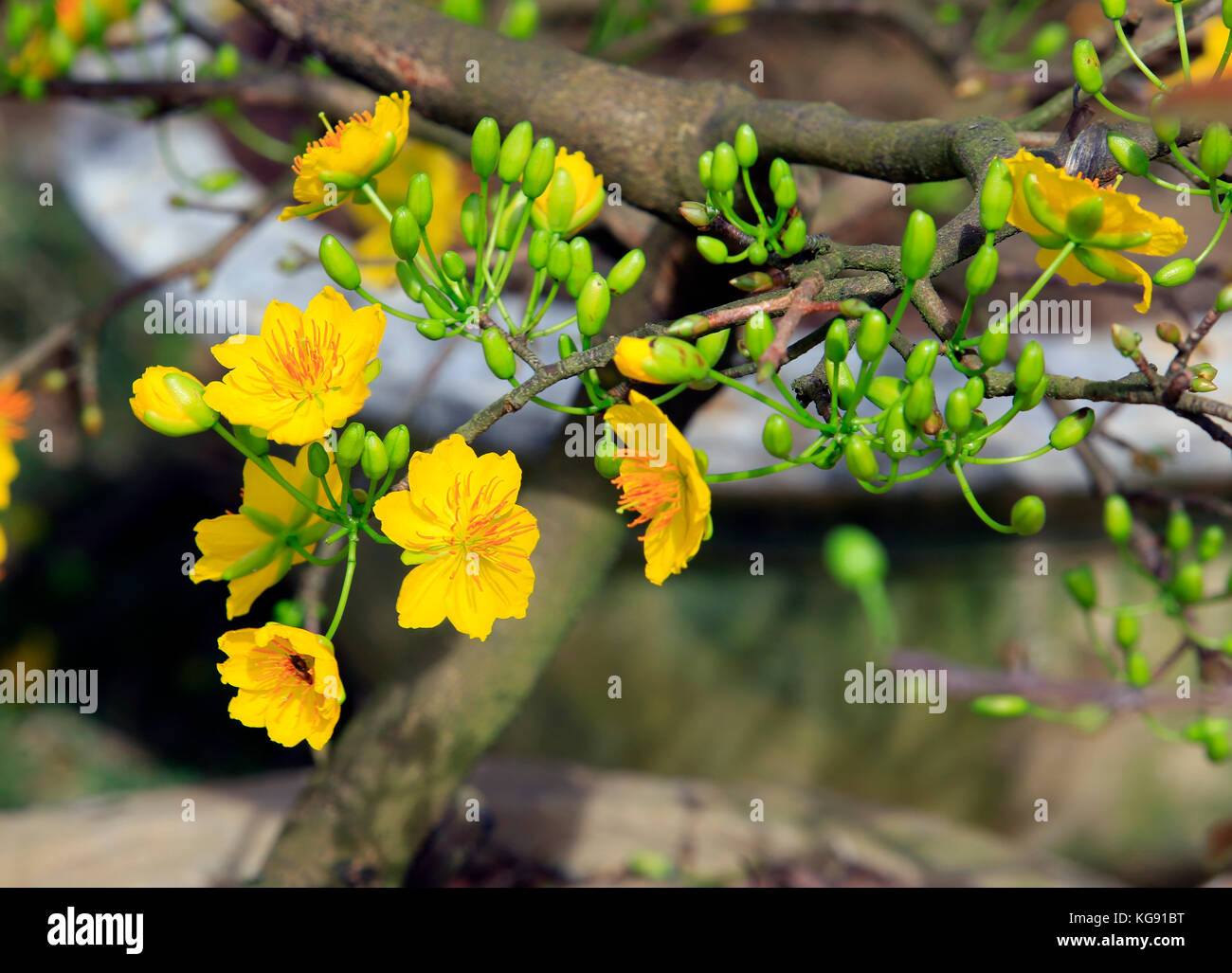 Hoa Mai tree (Ochna Integerrima) flower, traditional lunar new year in ...