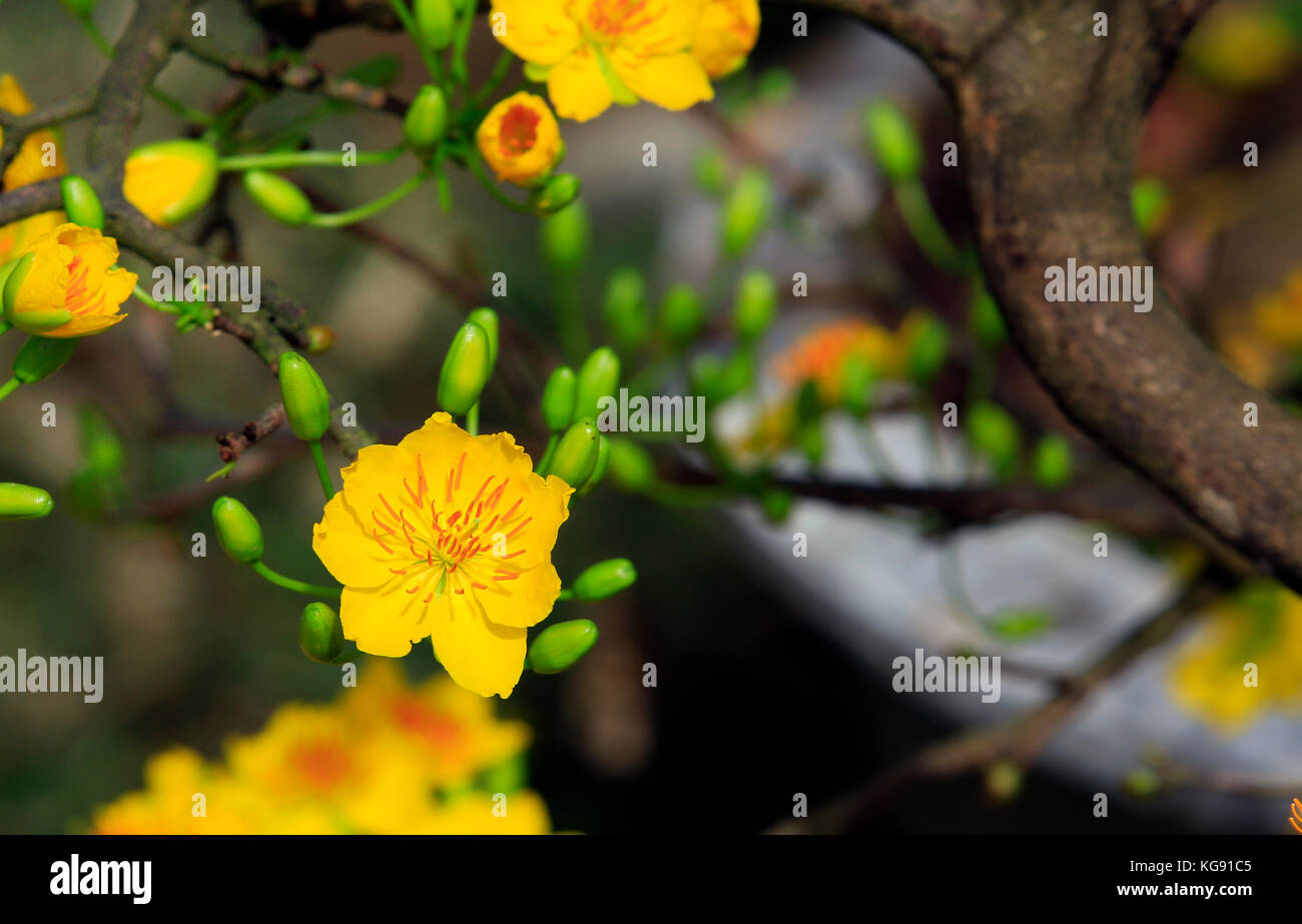 Hoa Mai tree (Ochna Integerrima) flower, traditional lunar new year in ...