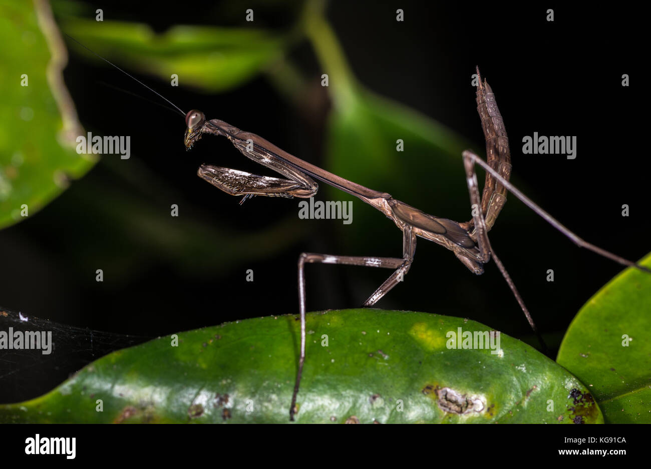 A Prey Mantis on a green leaf. Madagascar, Africa Stock Photo - Alamy