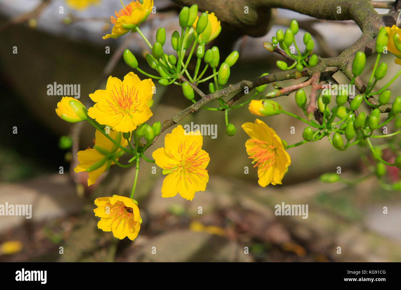 Hoa Mai tree (Ochna Integerrima) flower, traditional lunar new year in ...