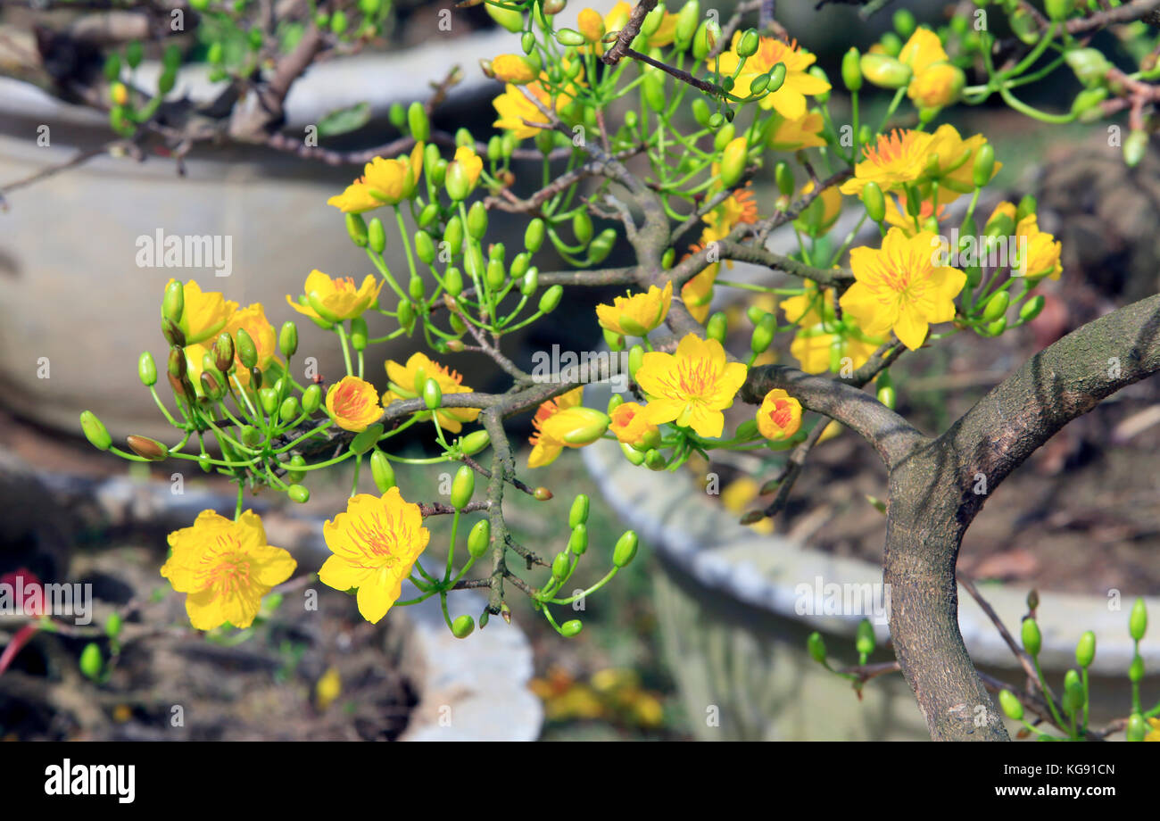 Hoa Mai tree (Ochna Integerrima) flower, traditional lunar new year in ...