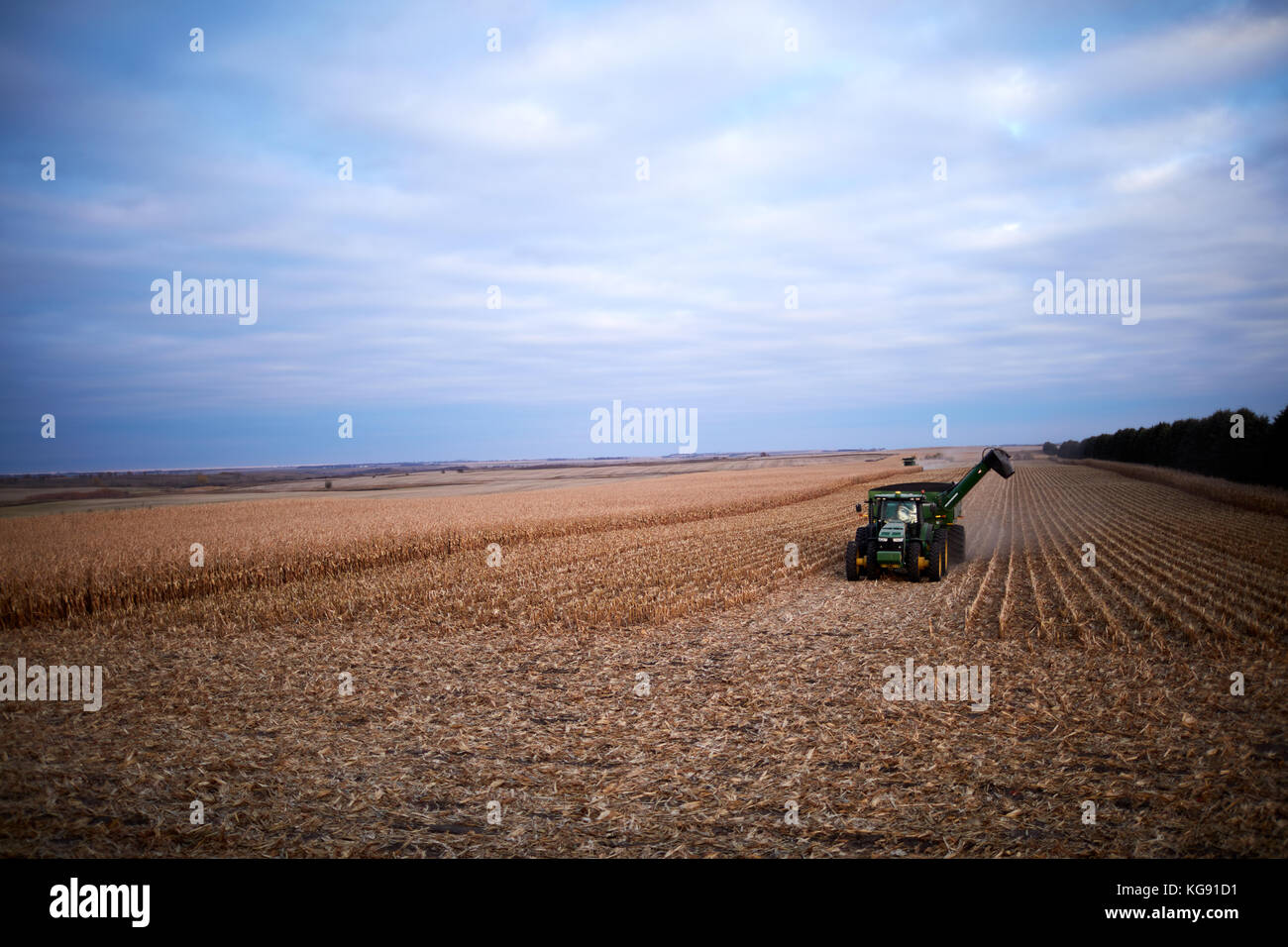 Reaped wheat crop rows and harvesting machinery on an outback farm ...