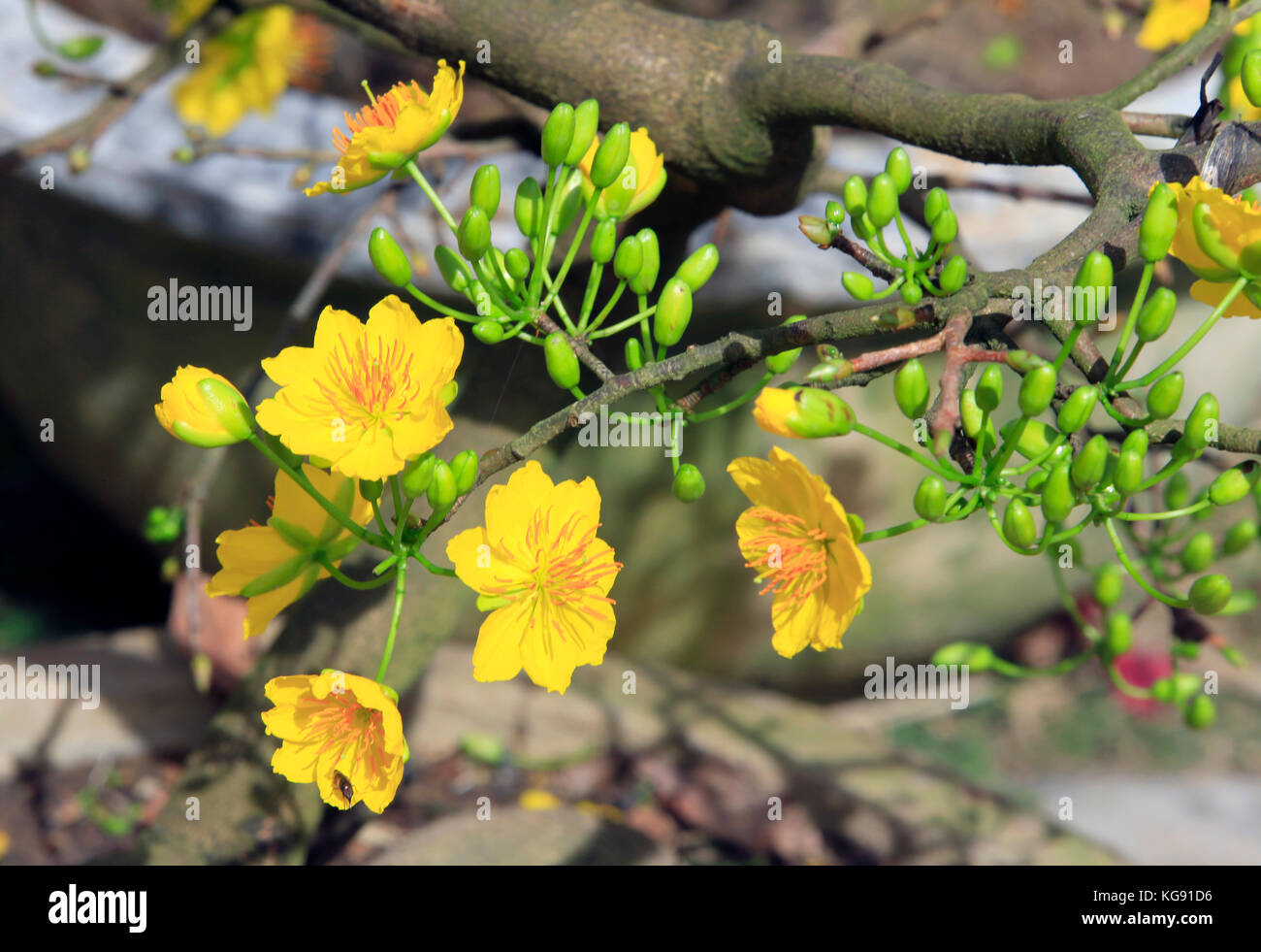Hoa Mai tree (Ochna Integerrima) flower, traditional lunar new year in ...