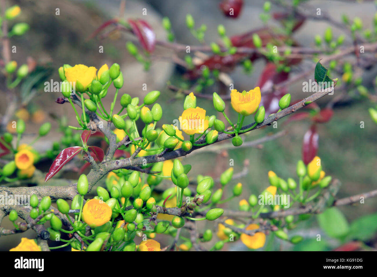 Hoa Mai tree (Ochna Integerrima) flower, traditional lunar new year in ...