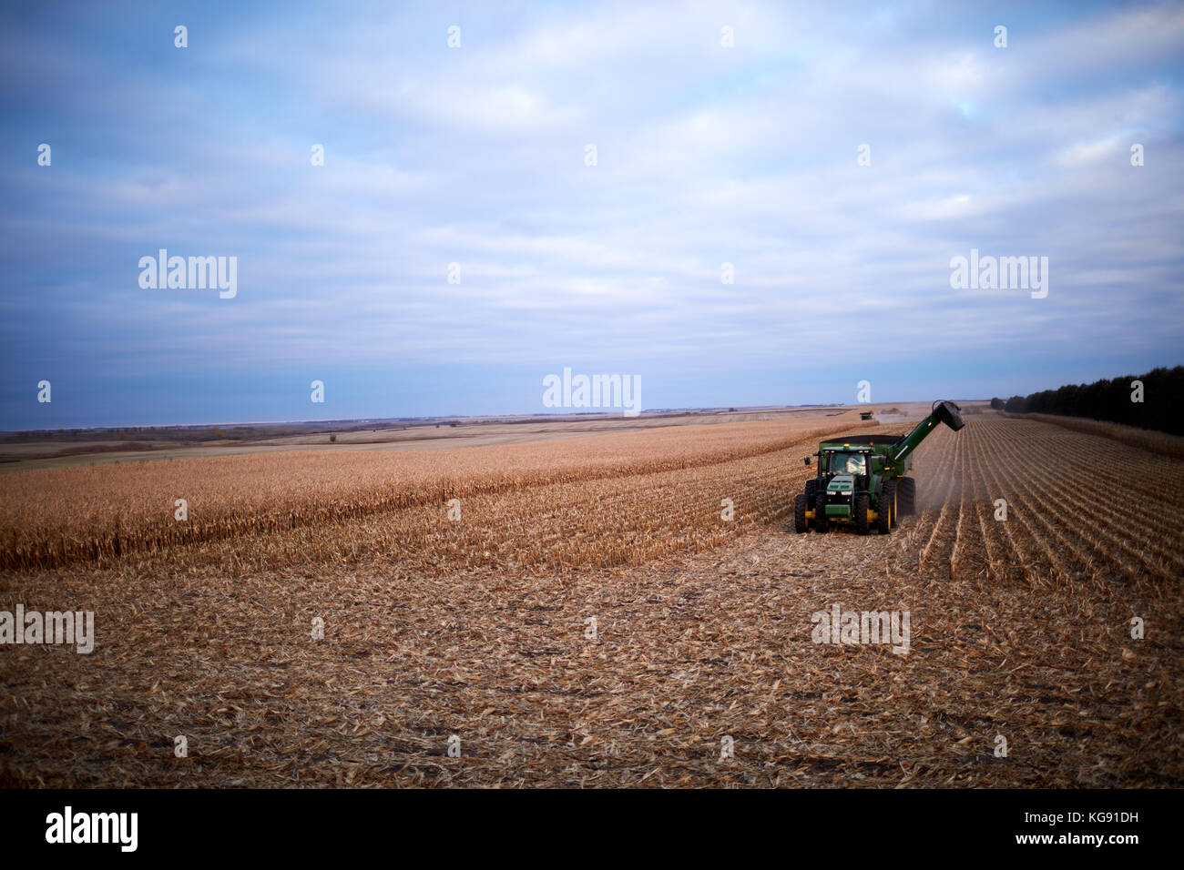Reaped wheat crop rows and harvesting machinery on an outback farm ...