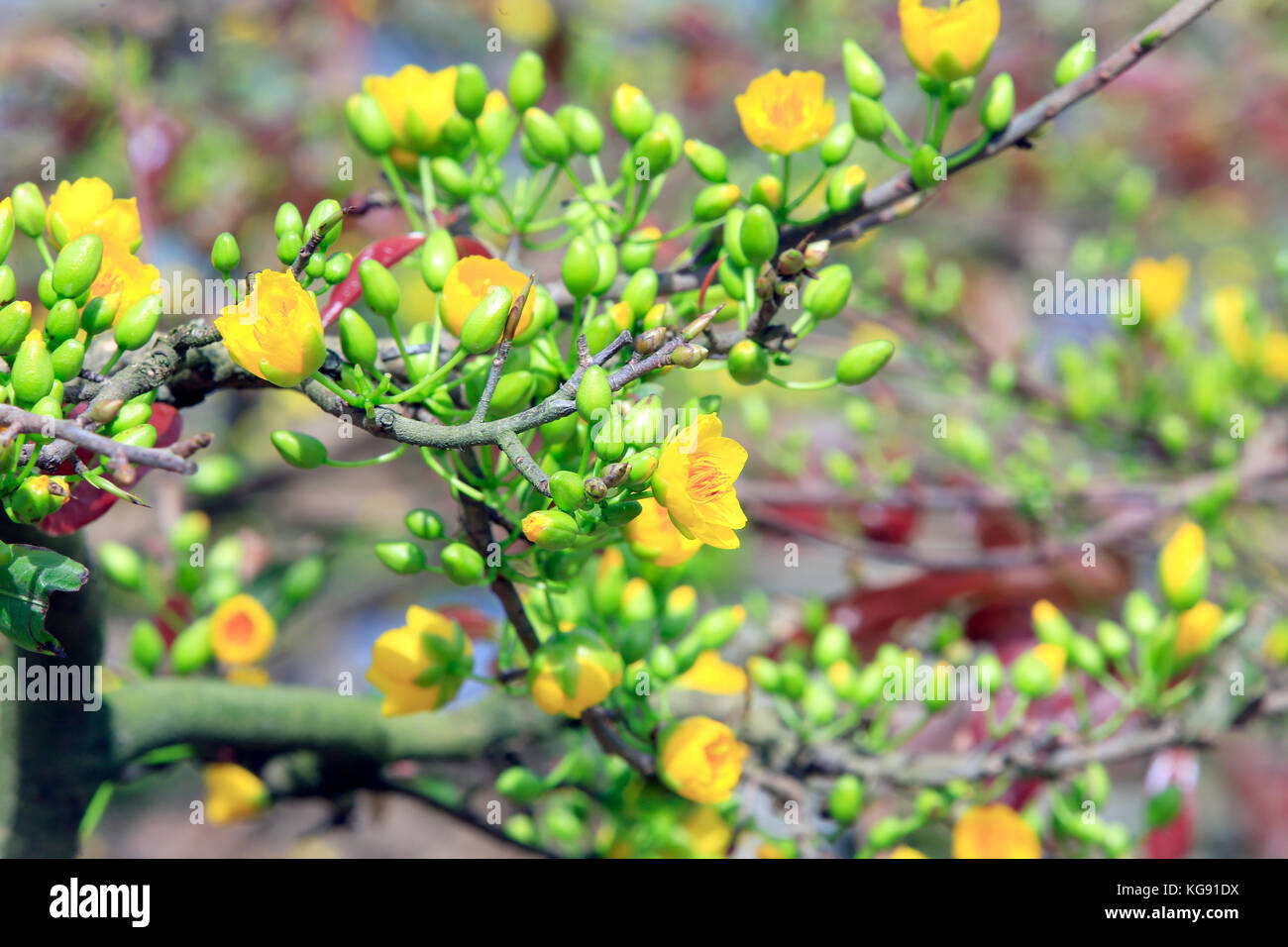 Hoa Mai tree (Ochna Integerrima) flower, traditional lunar new year in ...