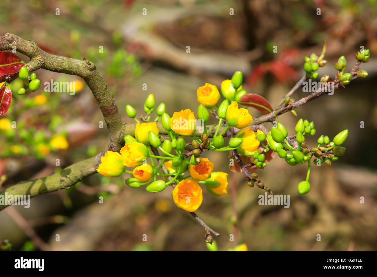 Hoa Mai tree (Ochna Integerrima) flower, traditional lunar new year in ...