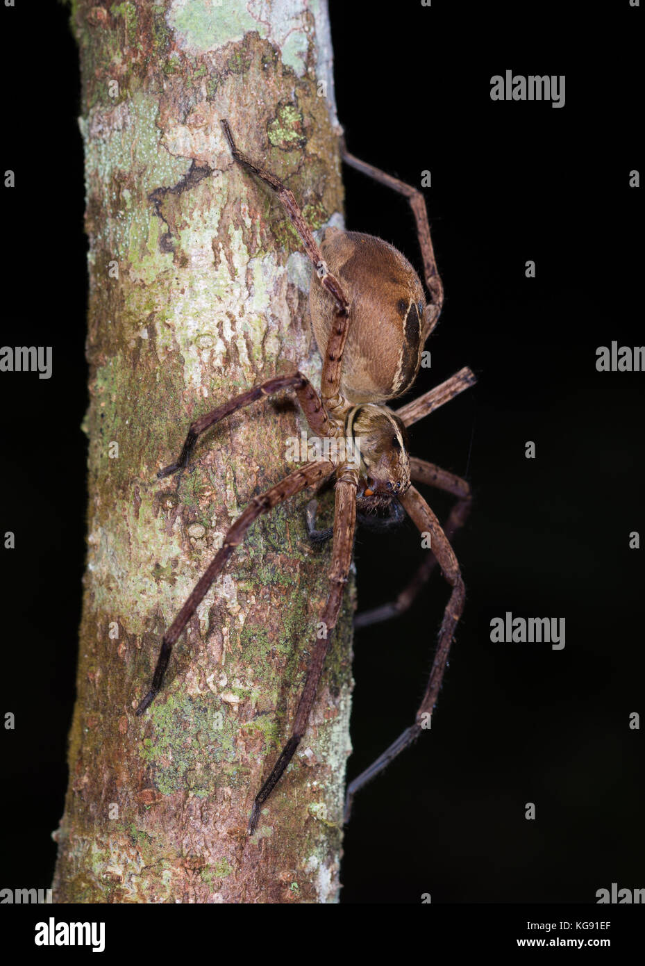 Africa spider arachnid hi-res stock photography and images - Alamy