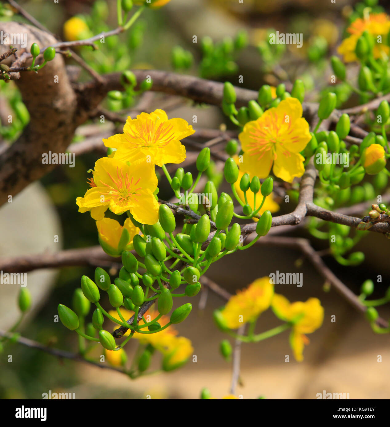 Hoa Mai tree (Ochna Integerrima) flower, traditional lunar new year in ...