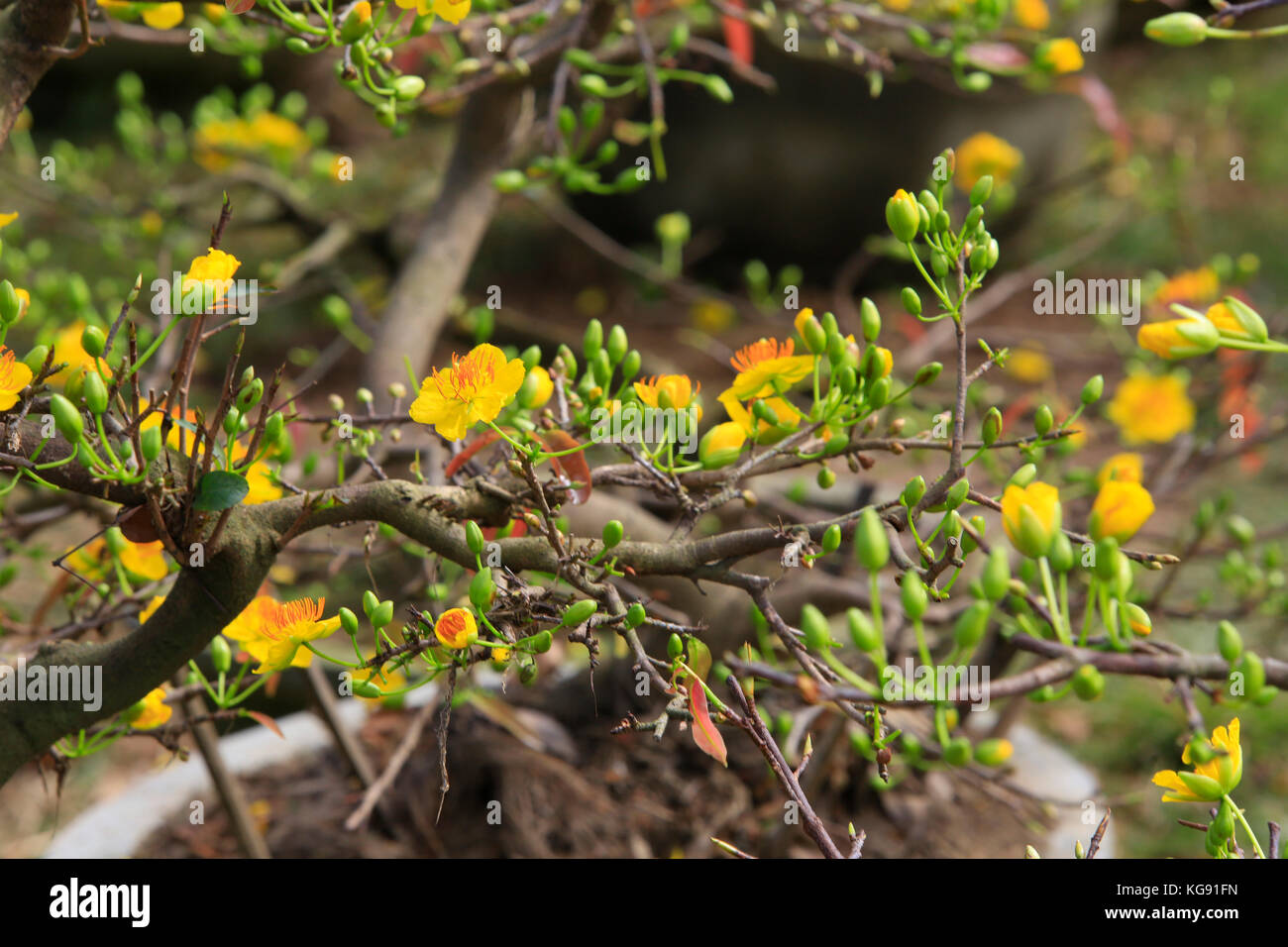 Hoa Mai tree (Ochna Integerrima) flower, traditional lunar new year in ...