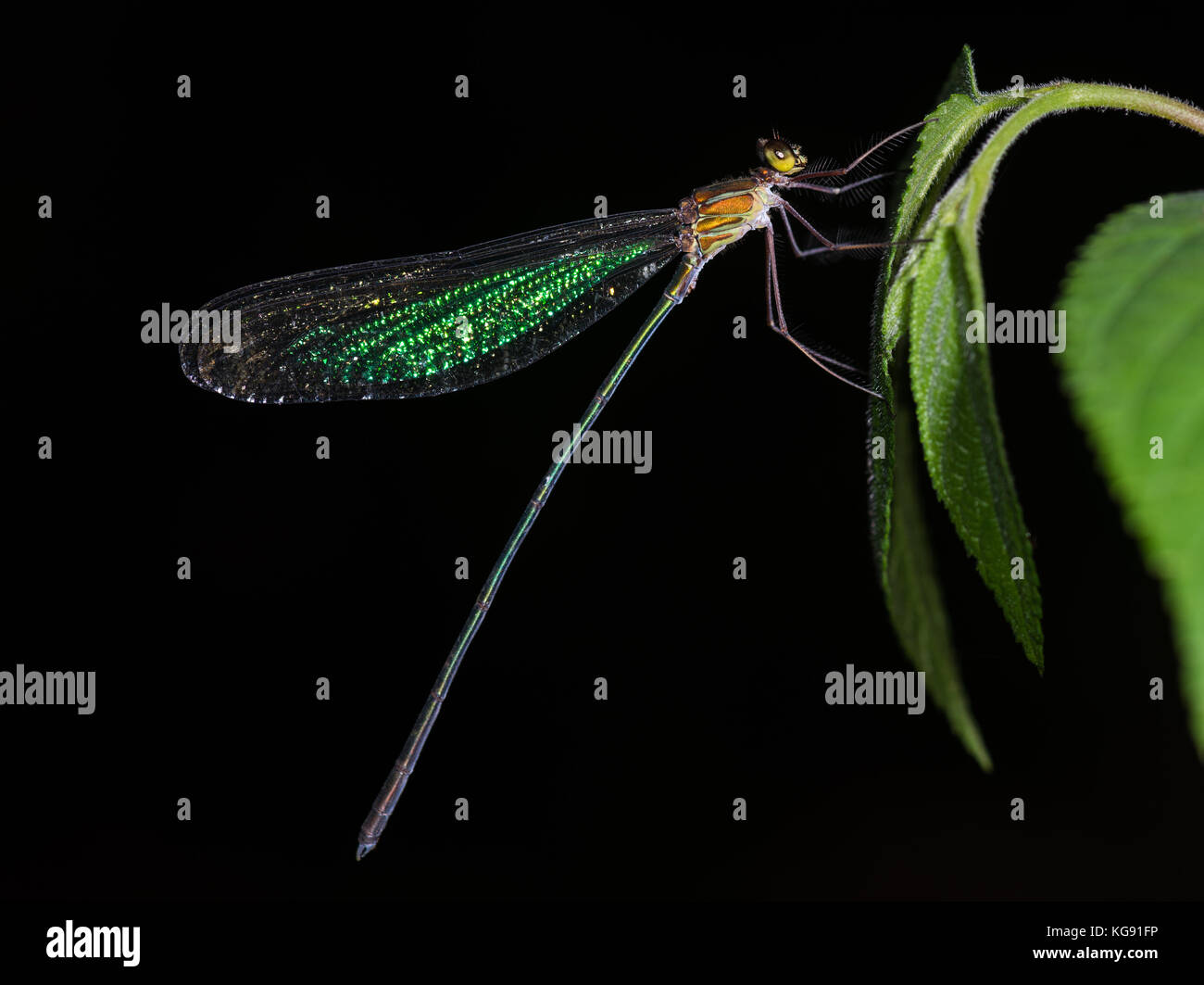 Damselfly with Iridescent wings. Madagascar, Africa Stock Photo - Alamy