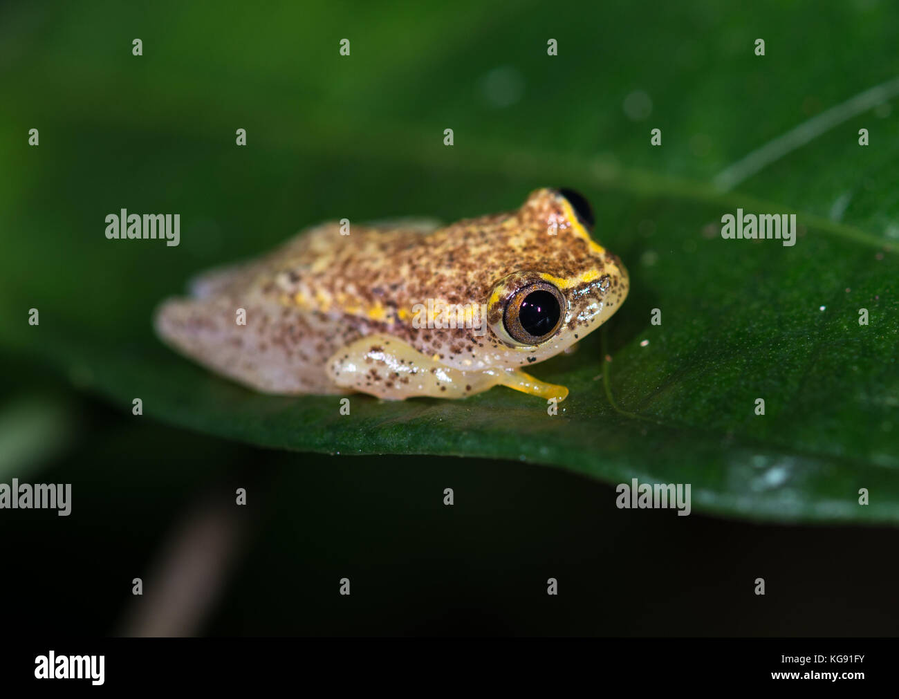 Madagascar Reed Frog High Resolution Stock Photography and Images - Alamy