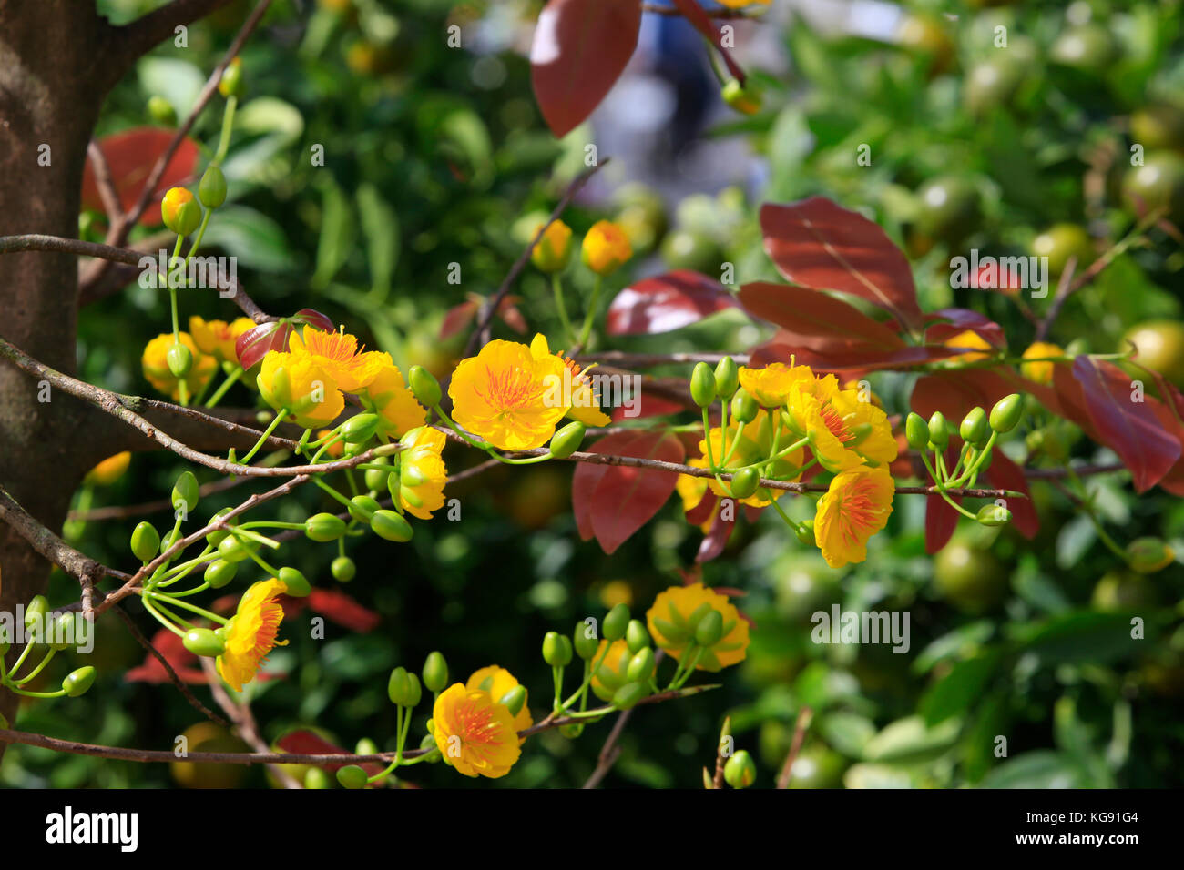 Hoa Mai tree (Ochna Integerrima) flower, traditional lunar new year in ...