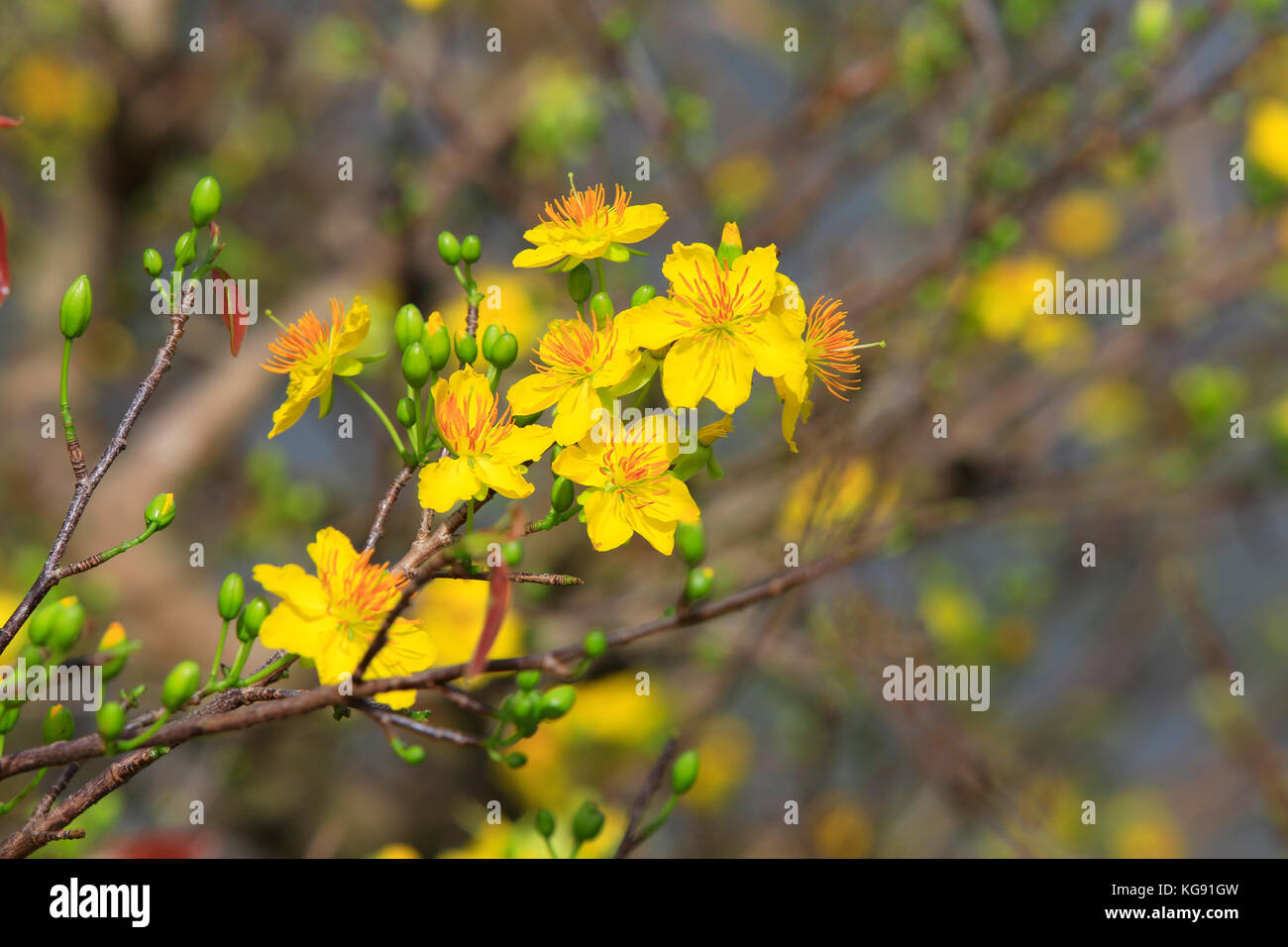 Hoa Mai tree (Ochna Integerrima) flower, traditional lunar new year in ...