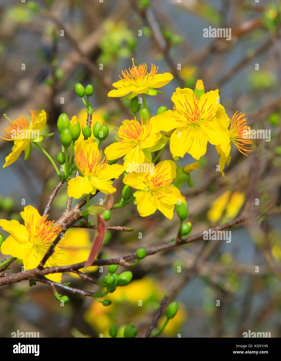 Hoa Mai tree (Ochna Integerrima) flower, traditional lunar new year in ...