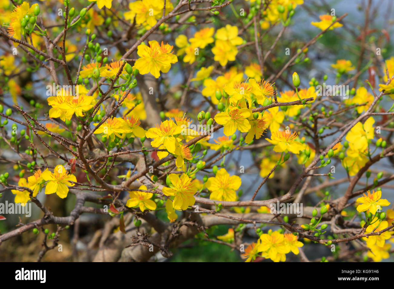 Hoa Mai tree (Ochna Integerrima) flower, traditional lunar new year in ...
