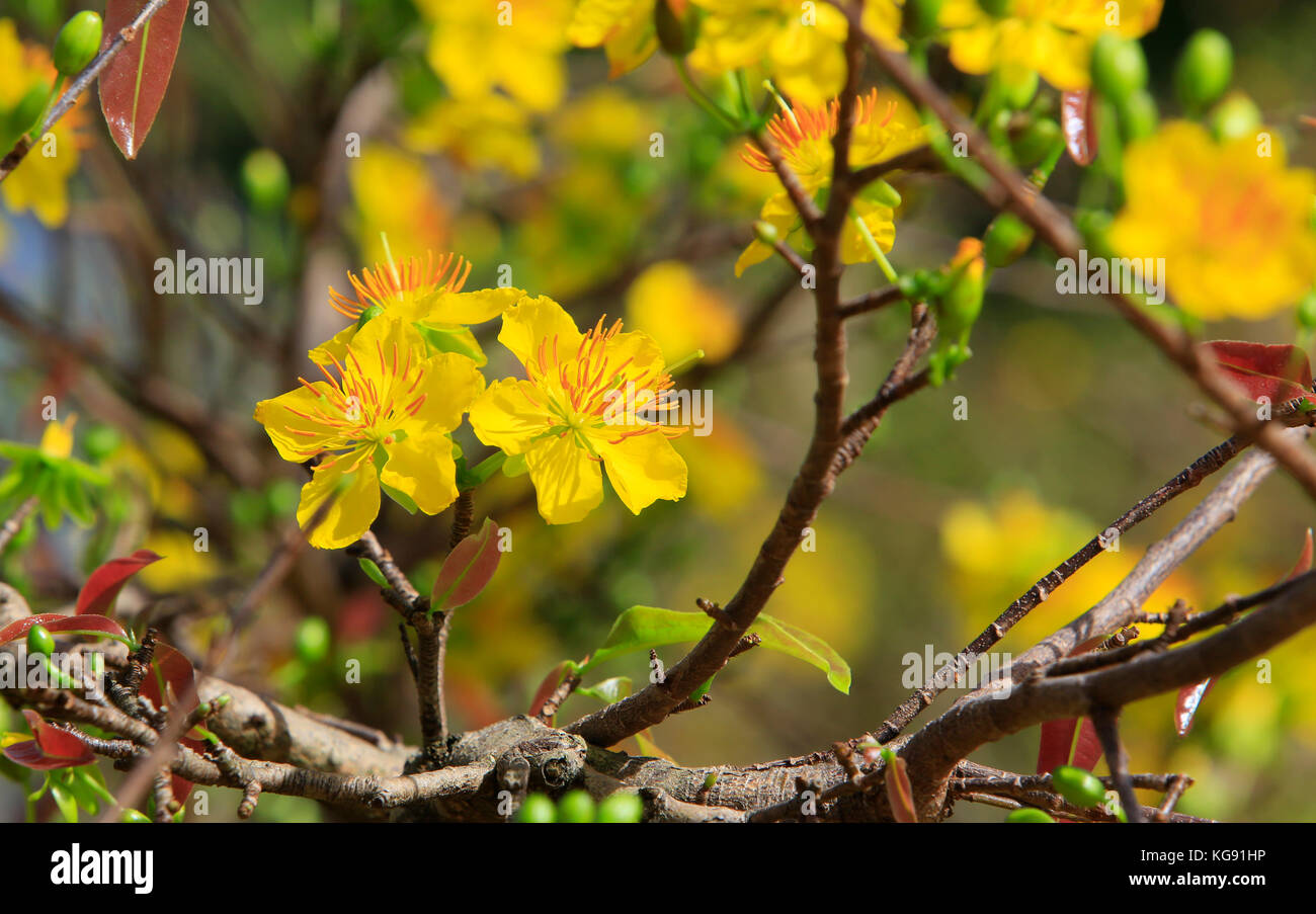 Hoa Mai tree (Ochna Integerrima) flower, traditional lunar new year in ...
