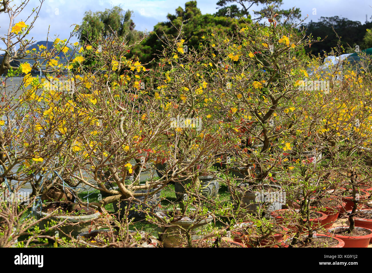 Hoa Mai tree (Ochna Integerrima) flower, traditional lunar new year in ...