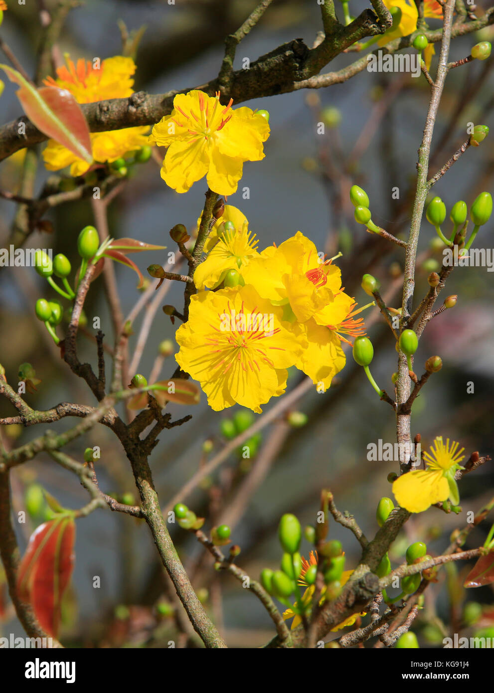 Hoa Mai tree (Ochna Integerrima) flower, traditional lunar new year in ...