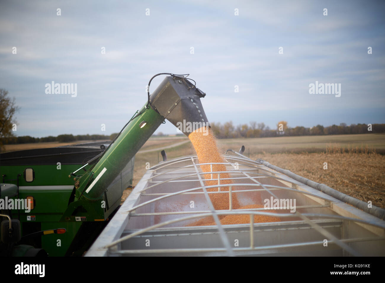 Tractor filling the trailer of semi with freshly harvested maize in a ...