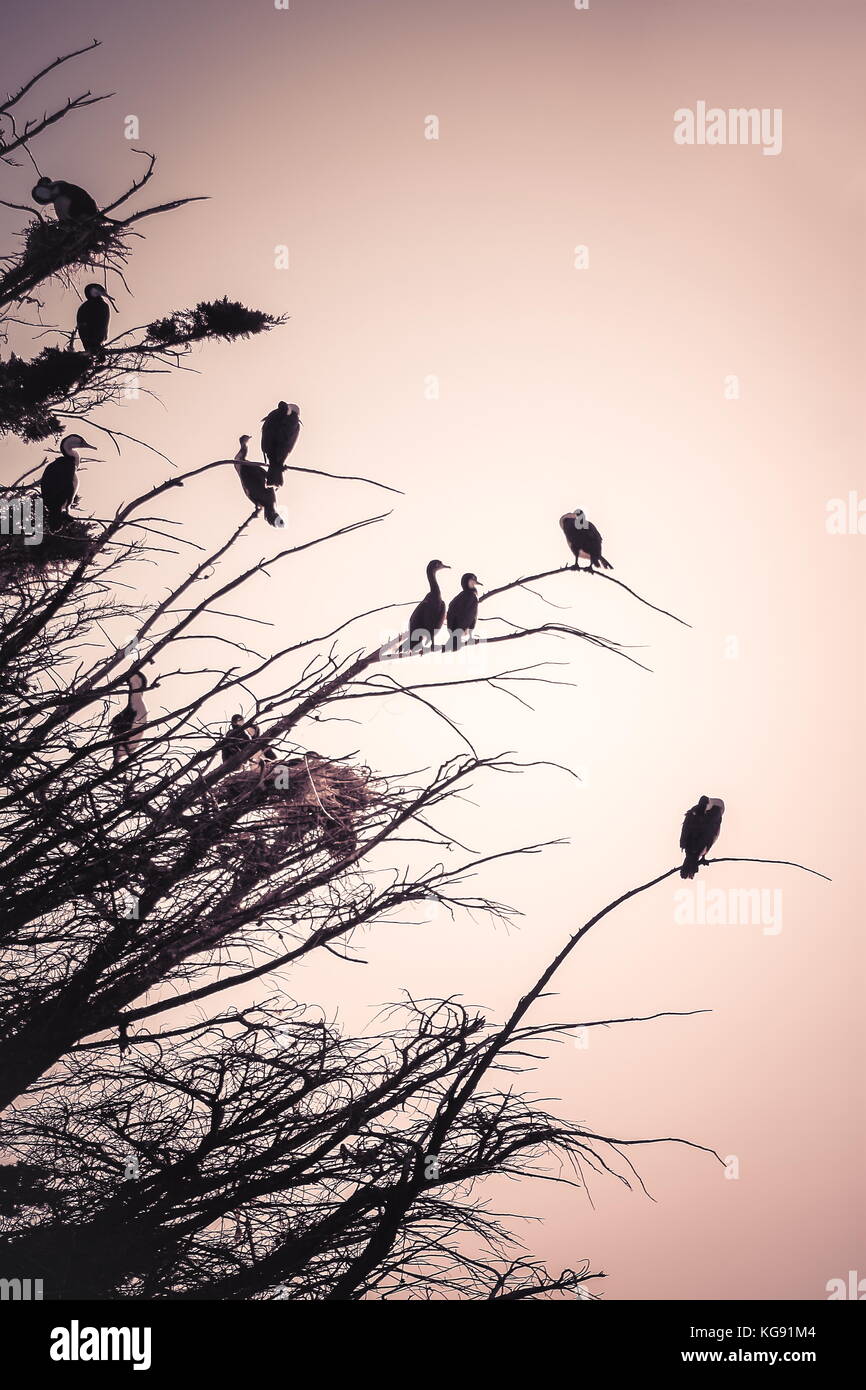 Silhouette of Cormorant birds perched in a large macrocarpa tree where ...