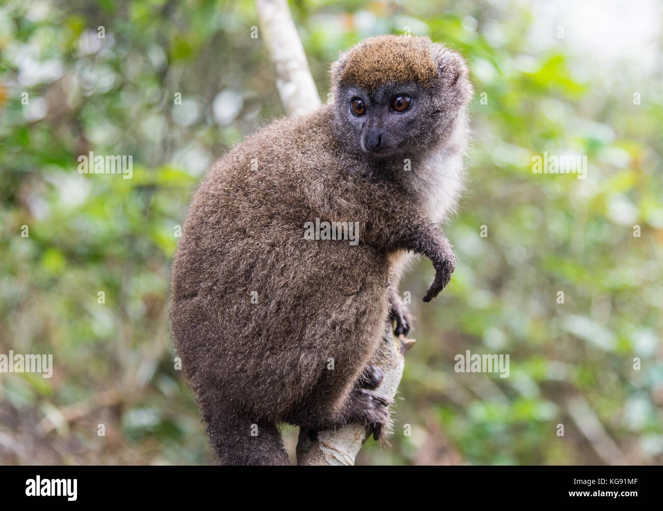An Eastern Lesser Bamboo Lemur (Hapalemur griseus), or Grey Bamboo ...