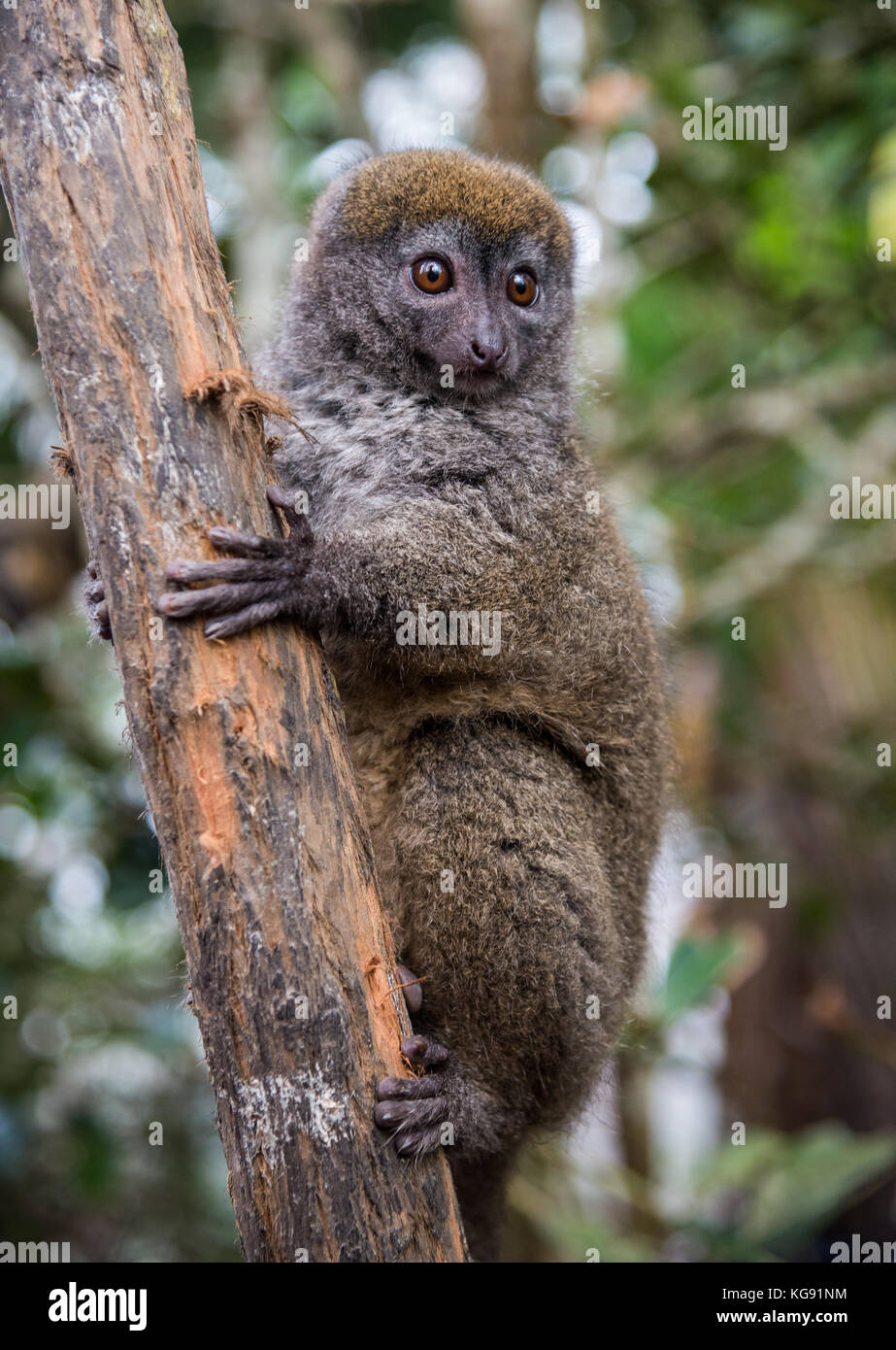 An Eastern Lesser Bamboo Lemur (Hapalemur griseus), or Grey Bamboo ...