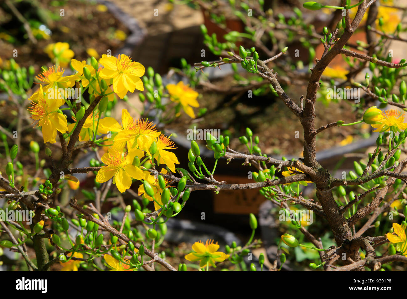 Hoa Mai tree (Ochna Integerrima) flower, traditional lunar new year in ...