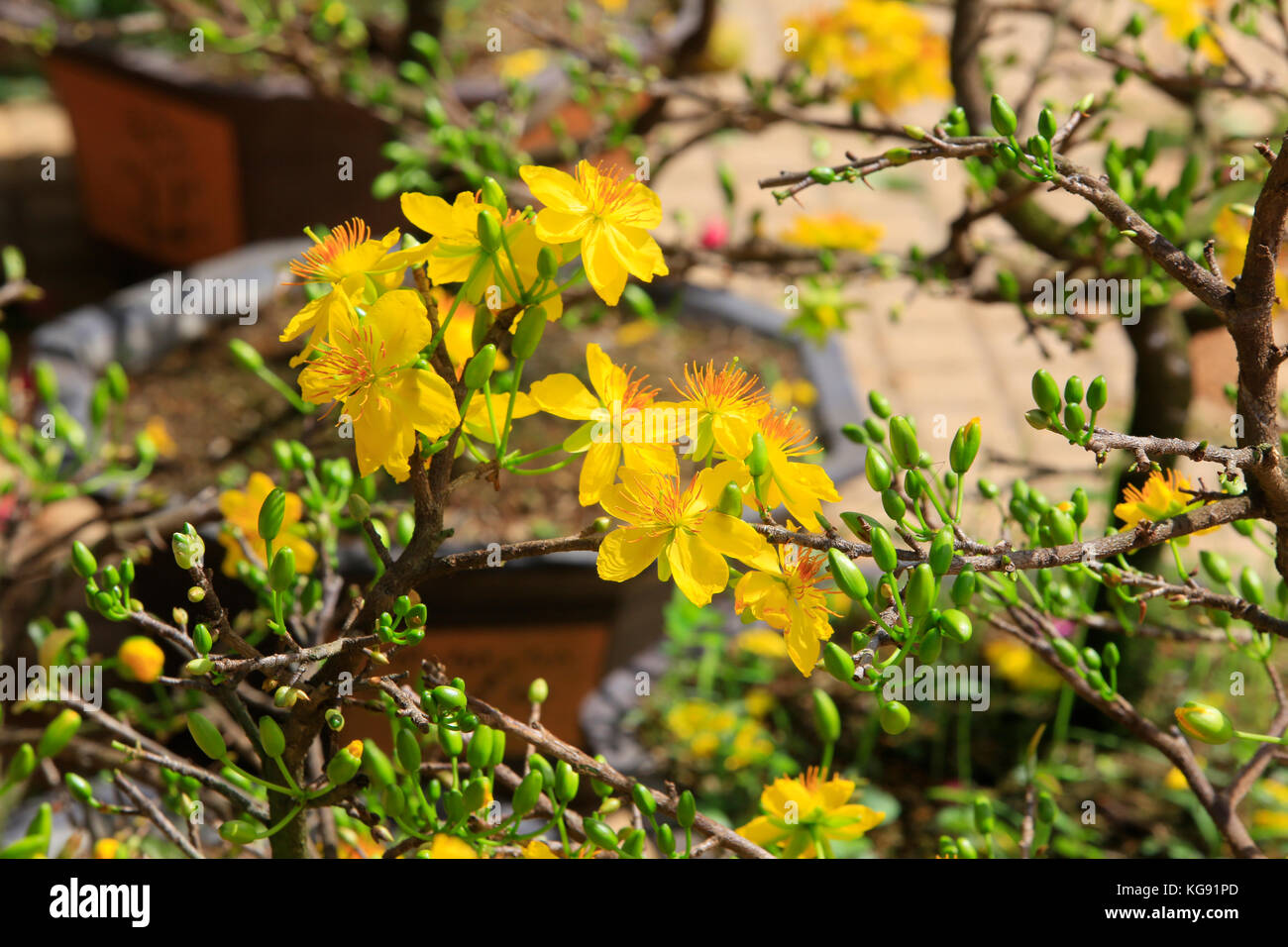 Hoa Mai tree (Ochna Integerrima) flower, traditional lunar new year in ...