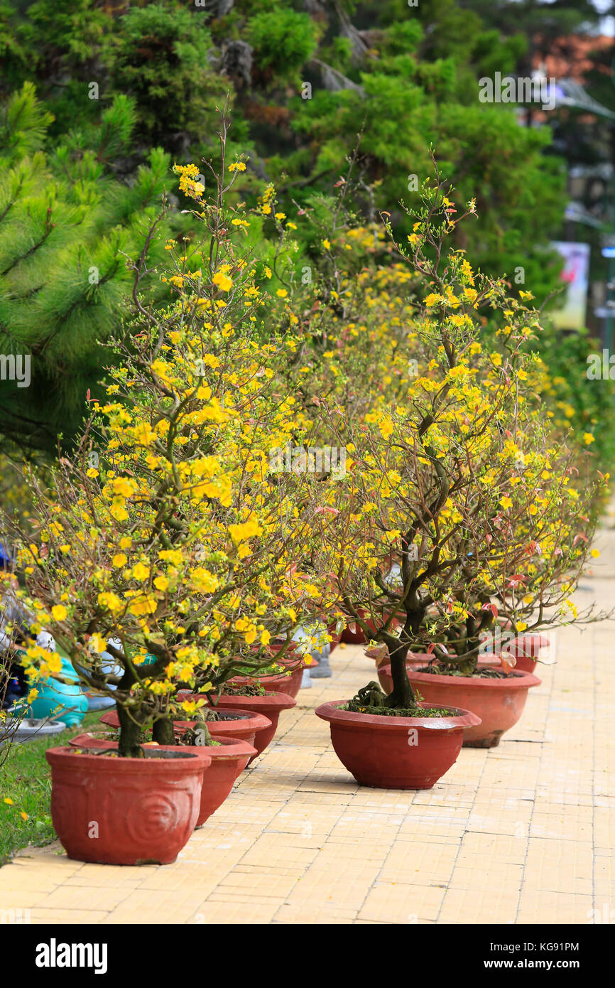 Hoa Mai tree (Ochna Integerrima) flower, traditional lunar new year in ...