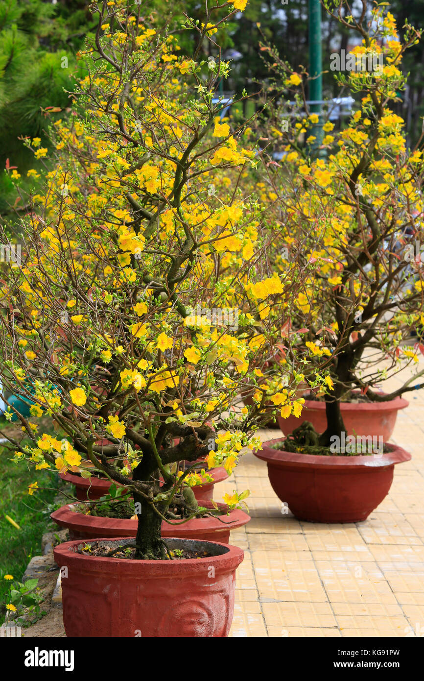 Hoa Mai tree (Ochna Integerrima) flower, traditional lunar new year in ...