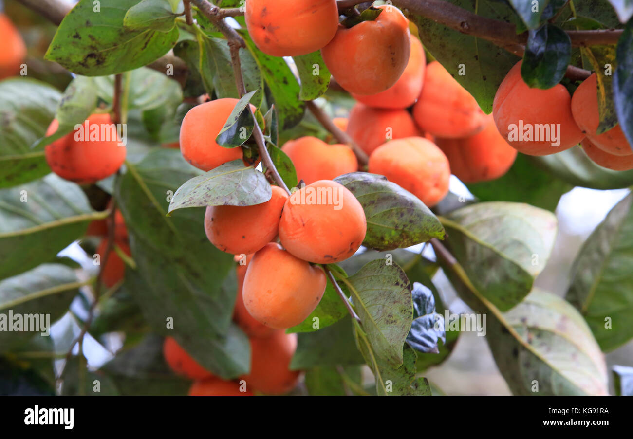 Persimmon tree with many persimmons in autumn Stock Photo - Alamy