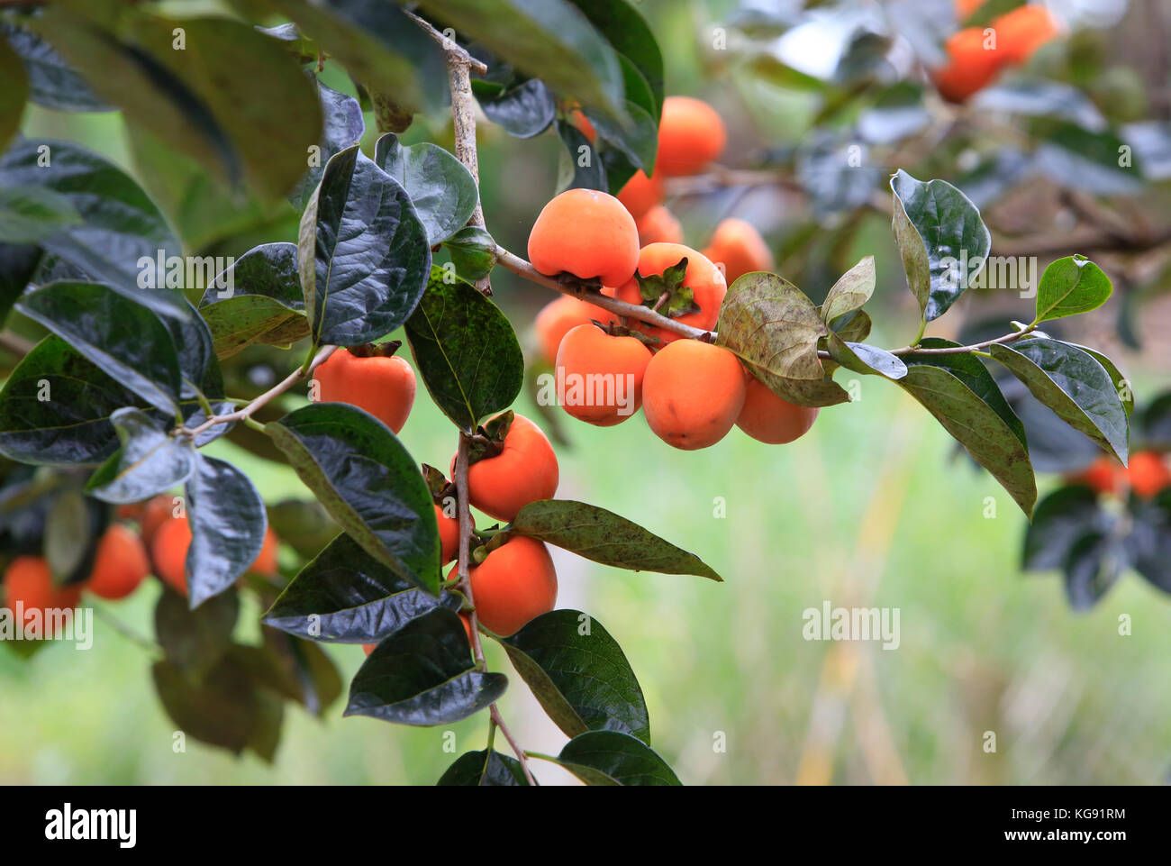 Persimmon tree many persimmons hi-res stock photography and images - Alamy