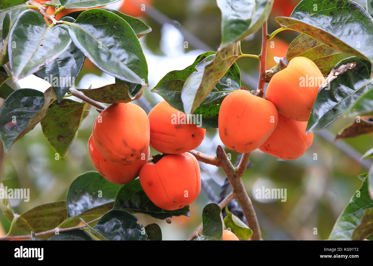 Persimmon tree with many persimmons in autumn Stock Photo - Alamy