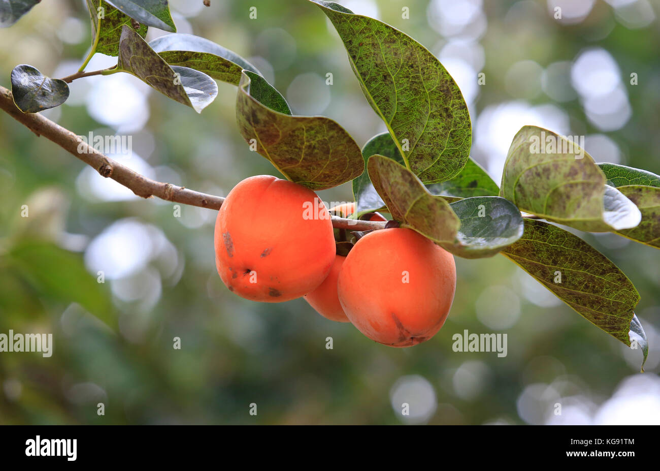 Persimmon tree with many persimmons in autumn Stock Photo - Alamy