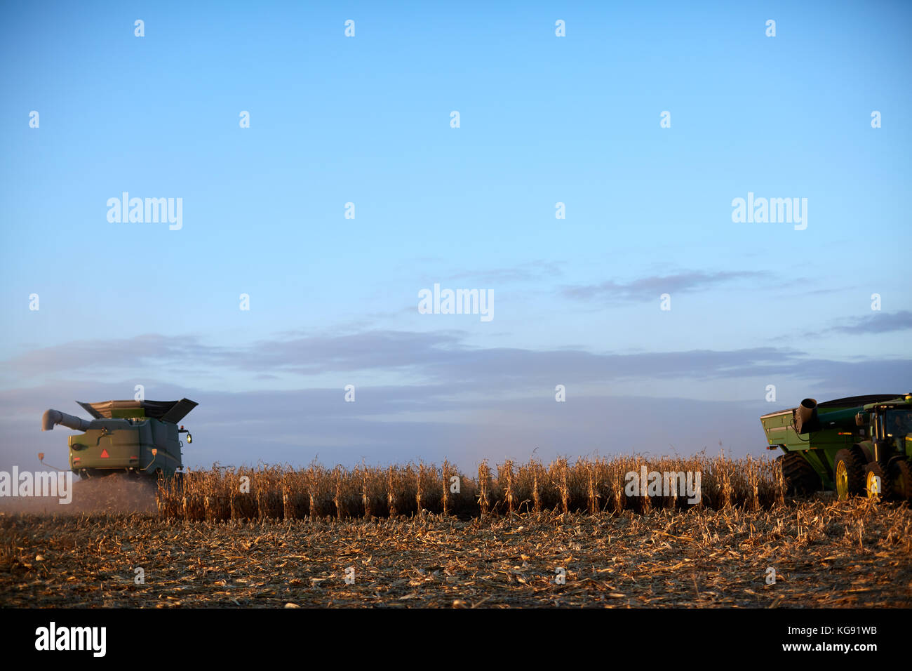 Combine harvester harvesting maize at dusk in a large agricultural ...