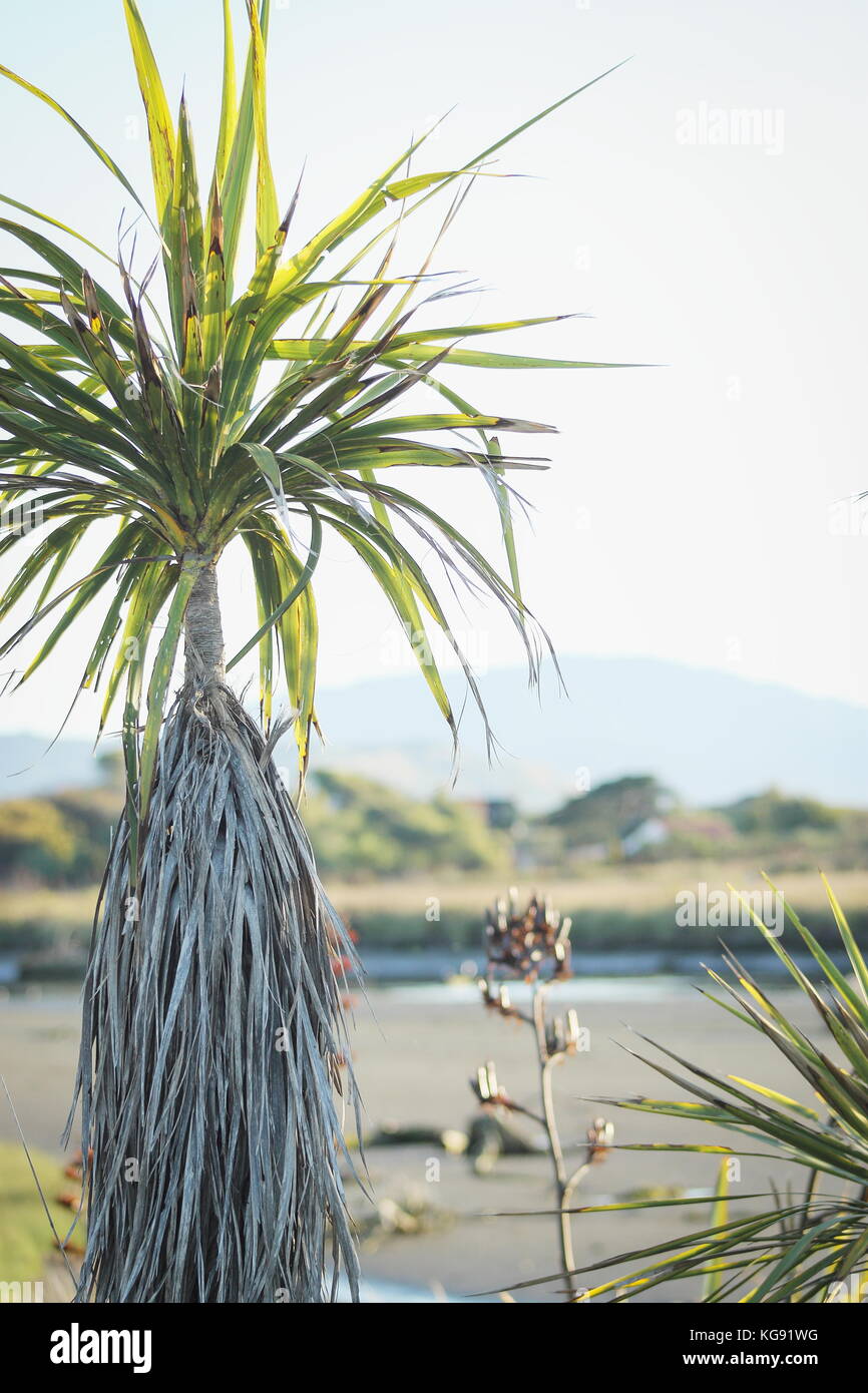 New Zealand Coastal scene with a native Cabbage Tree and a flax bush ...