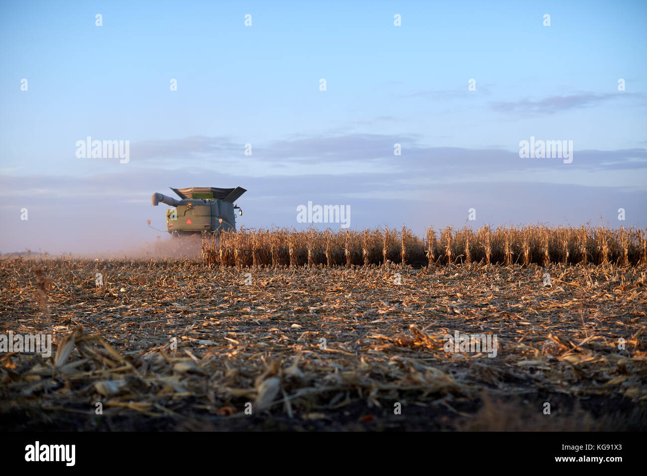 Maize field being harvested at dusk with a combine harvester on the ...
