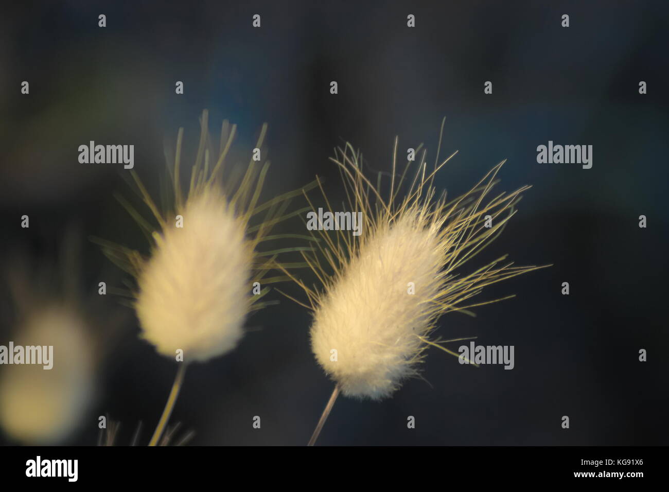 Hare's Tail Grass (Lagurus ovatus) also known as Bunny Tail grass Stock ...