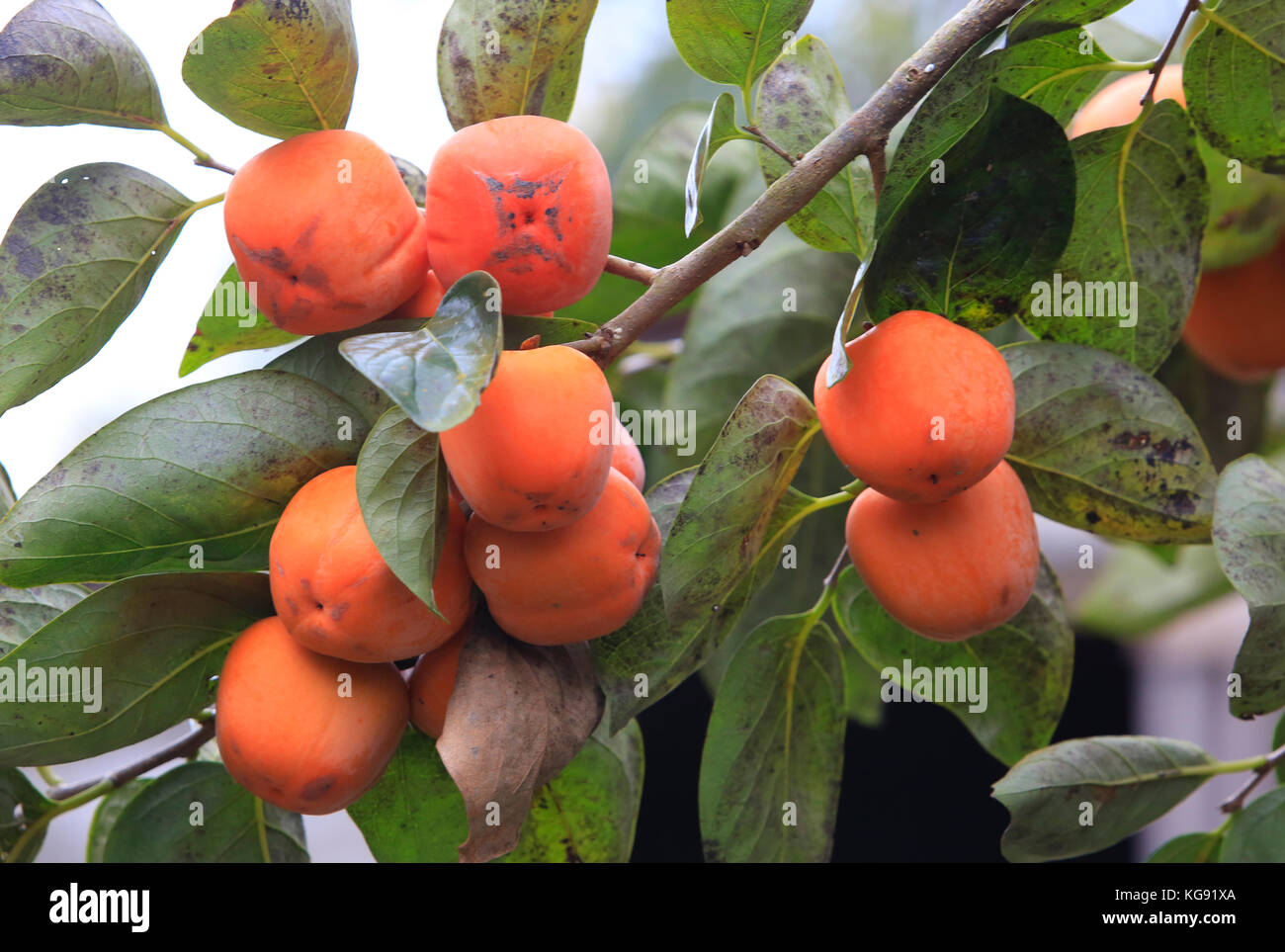 Persimmon tree with many persimmons in autumn Stock Photo - Alamy