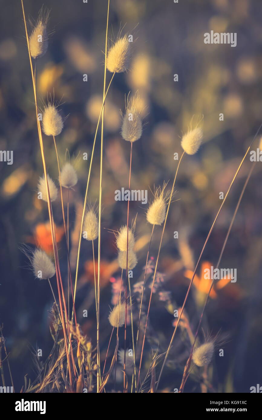 Hare's Tail Grass (Lagurus ovatus) also known as Bunny Tail grass Stock ...