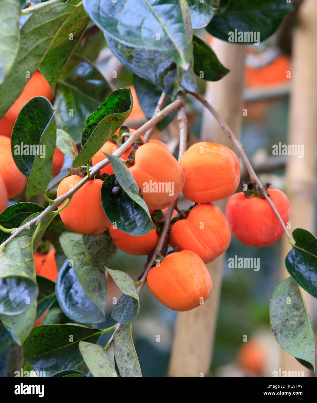 Persimmon tree with many persimmons in autumn Stock Photo - Alamy