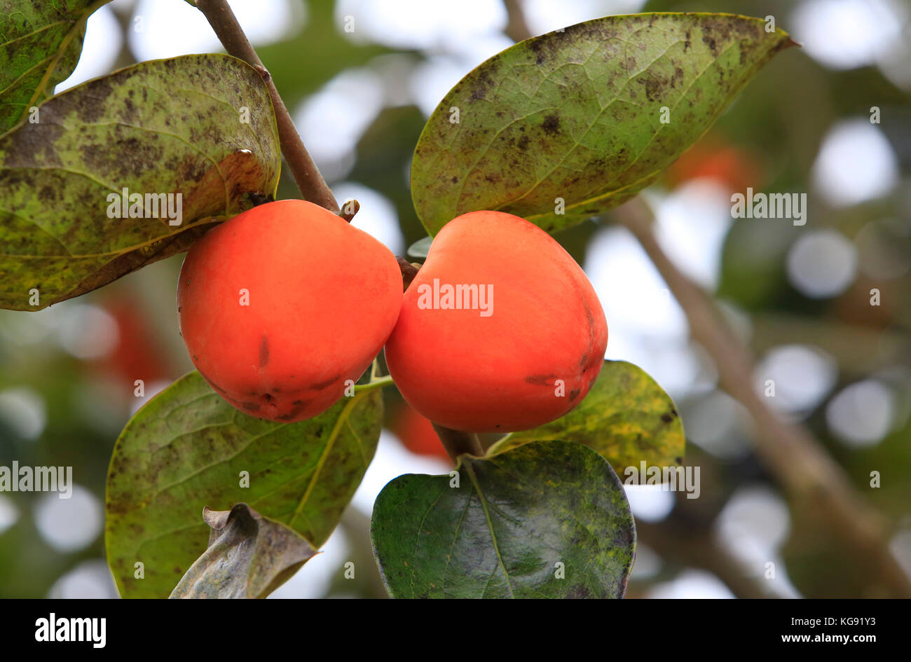 Persimmon tree with many persimmons in autumn Stock Photo - Alamy