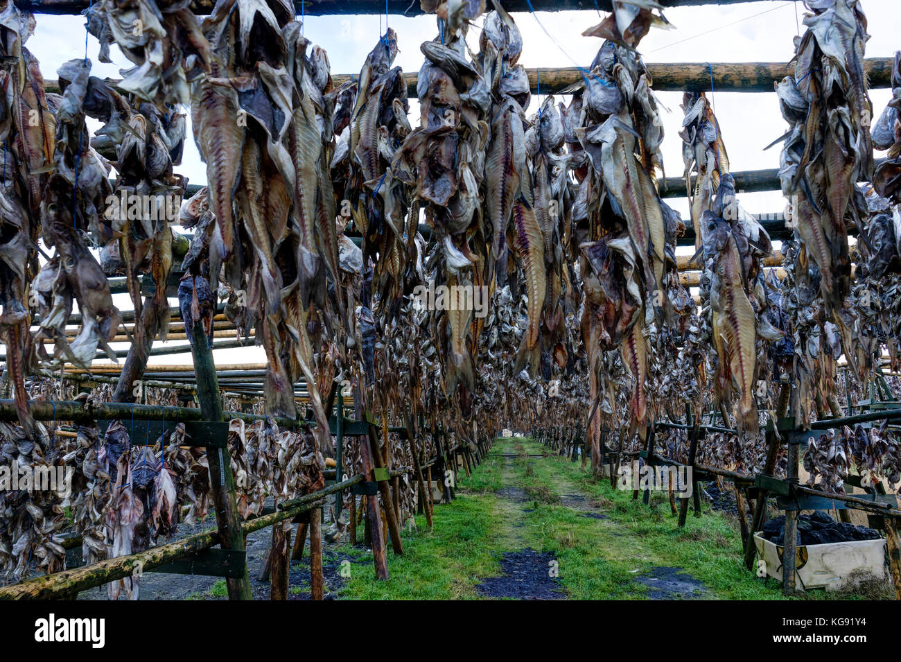 Outdoor drying of cod fish in Iceland Stock Photo - Alamy