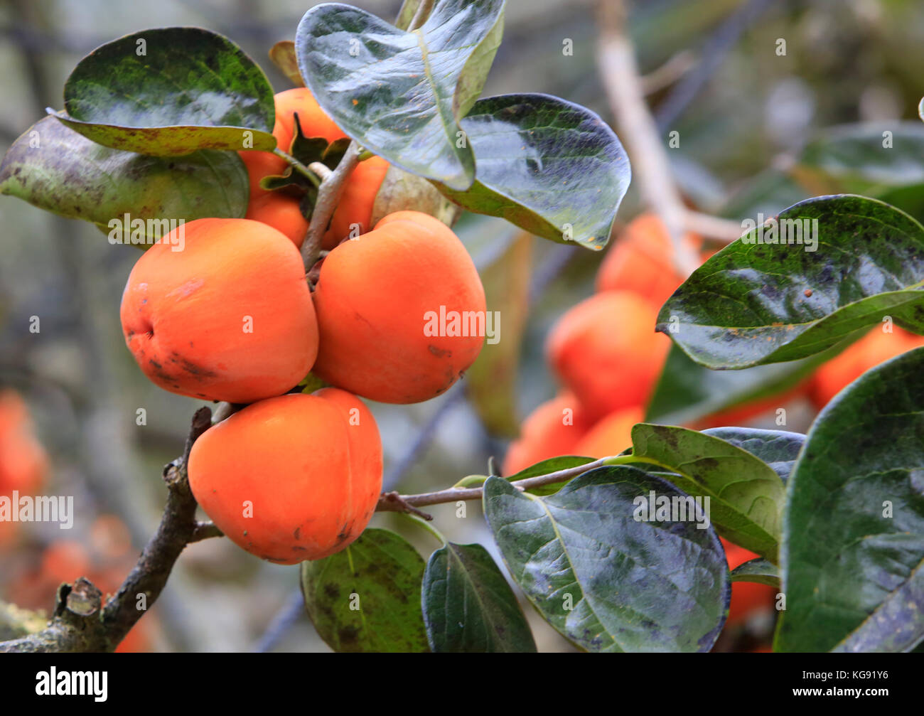 Persimmon tree with many persimmons in autumn Stock Photo - Alamy