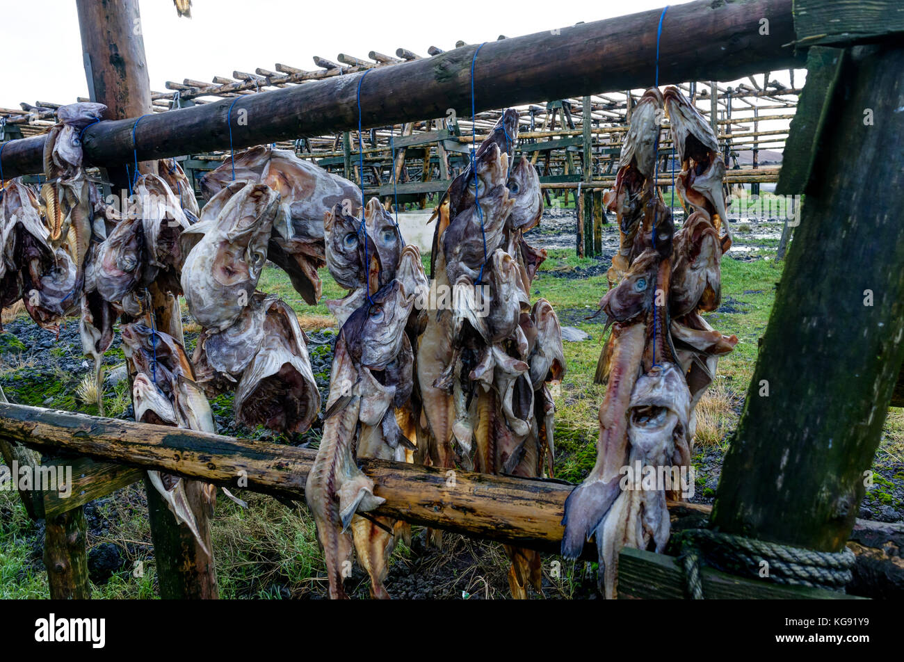 Outdoor drying of cod fish in Iceland Stock Photo - Alamy