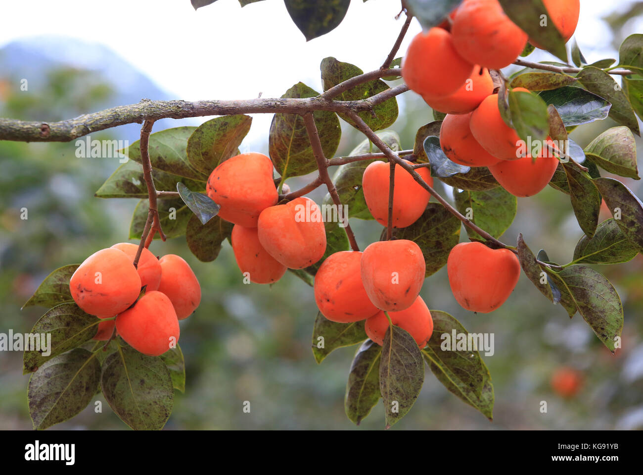 Persimmon tree with many persimmons in autumn Stock Photo - Alamy