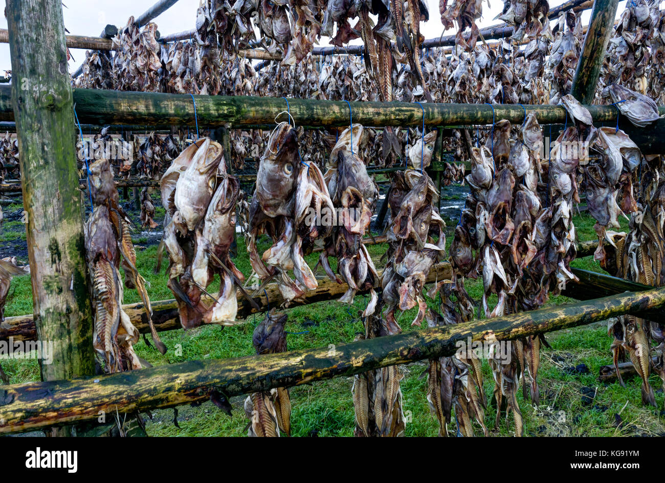 Outdoor drying of cod fish in Iceland Stock Photo - Alamy