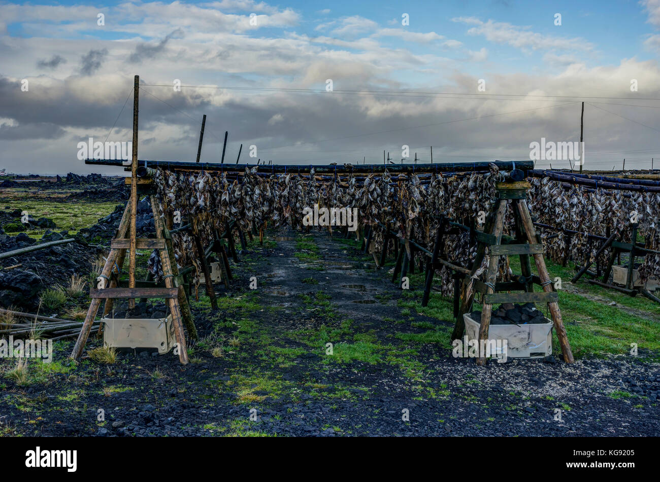 Outdoor drying of cod fish in Iceland Stock Photo - Alamy